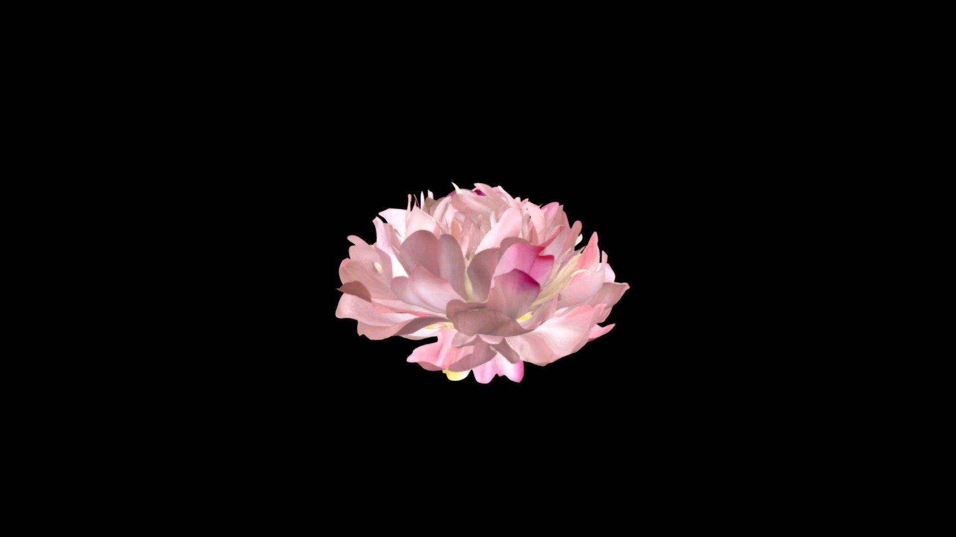 peony - 3D model by urinhairin [64788e5] - Sketchfab