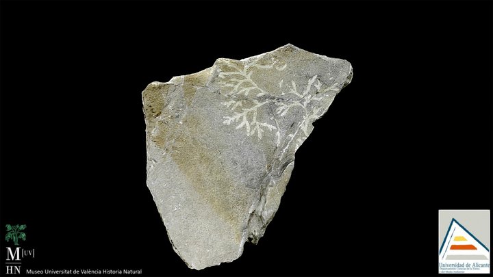 Chondrites 3D models - Sketchfab