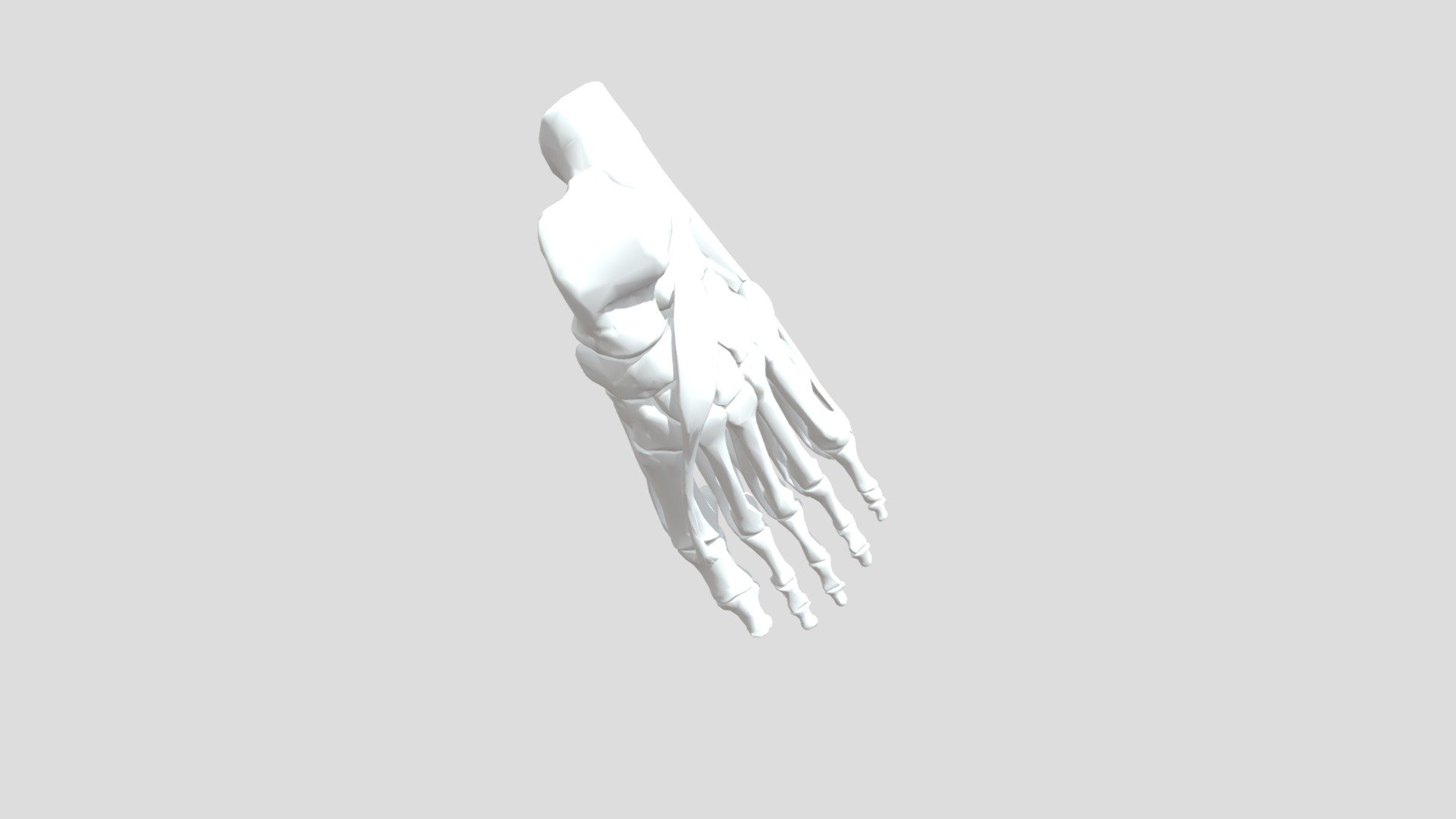 Foot Final - 3D model by lregula1 [648a626] - Sketchfab