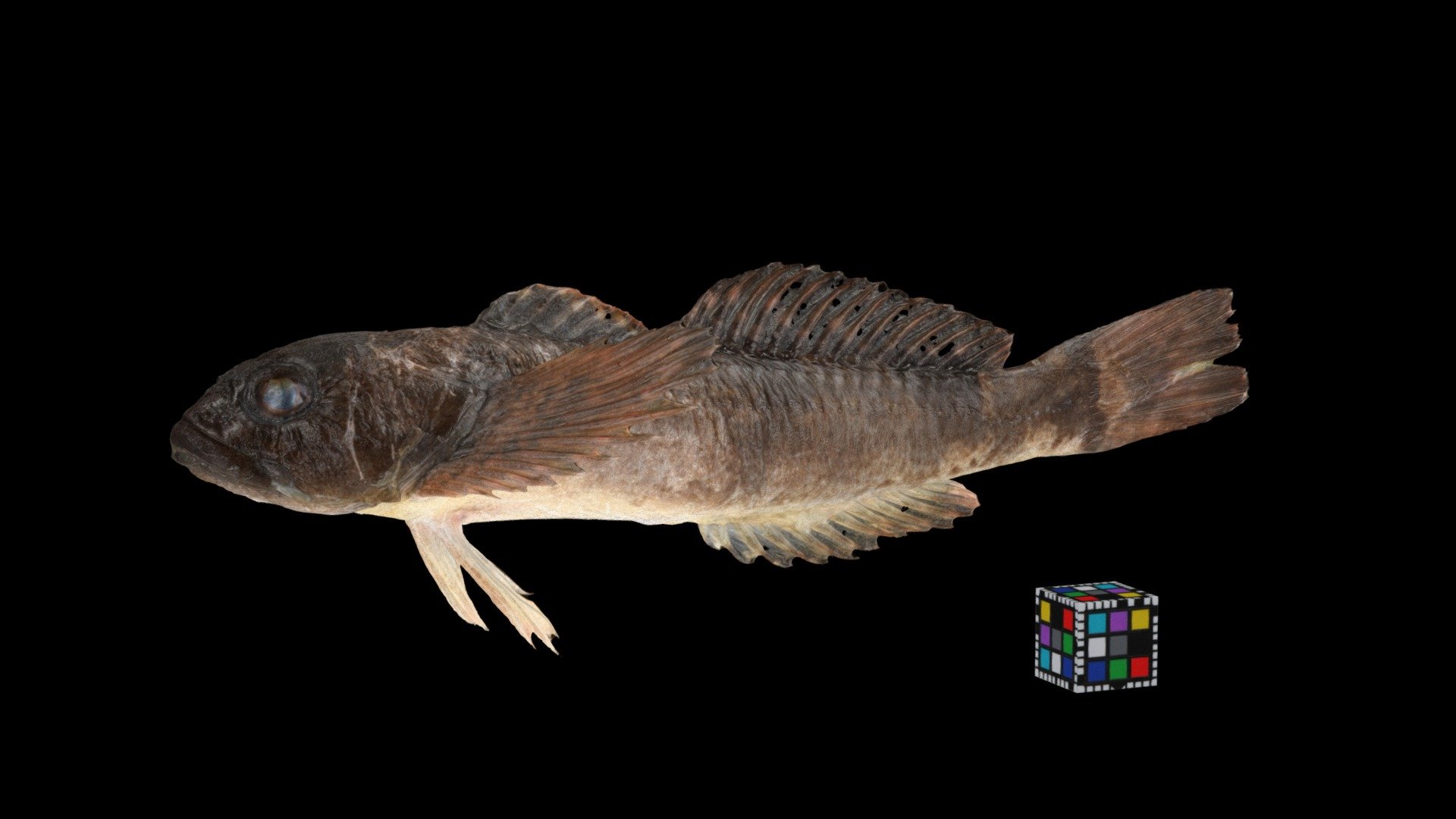 カジカ中卵型 River Sculpin, Cottus sp. (ME) - Download Free 3D model by ffish ...