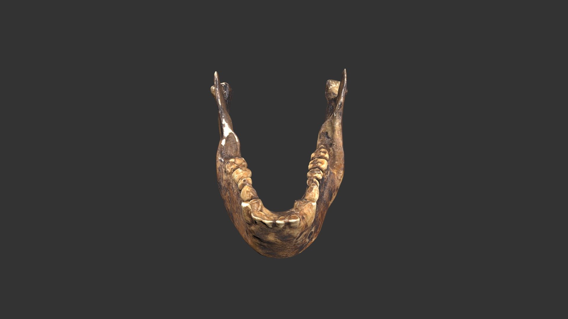 Aegyptopithecus zeuxis (2501-1rp65-2) - 3D model by RLA Archaeology ... Aegyptopithecus zeuxis (2501-1rp65-2) - 3D model by RLA Archaeology ...