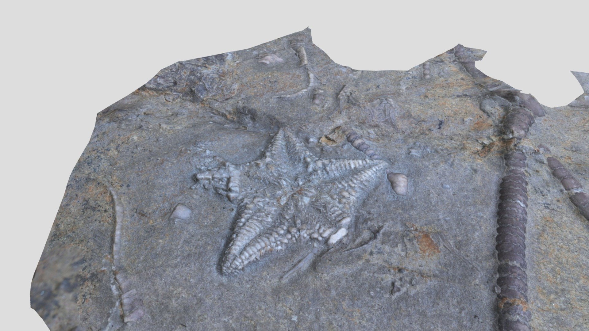 Migmaster angularis - 3D model by Stiftung Urmensch Mauer (@stiftung ...