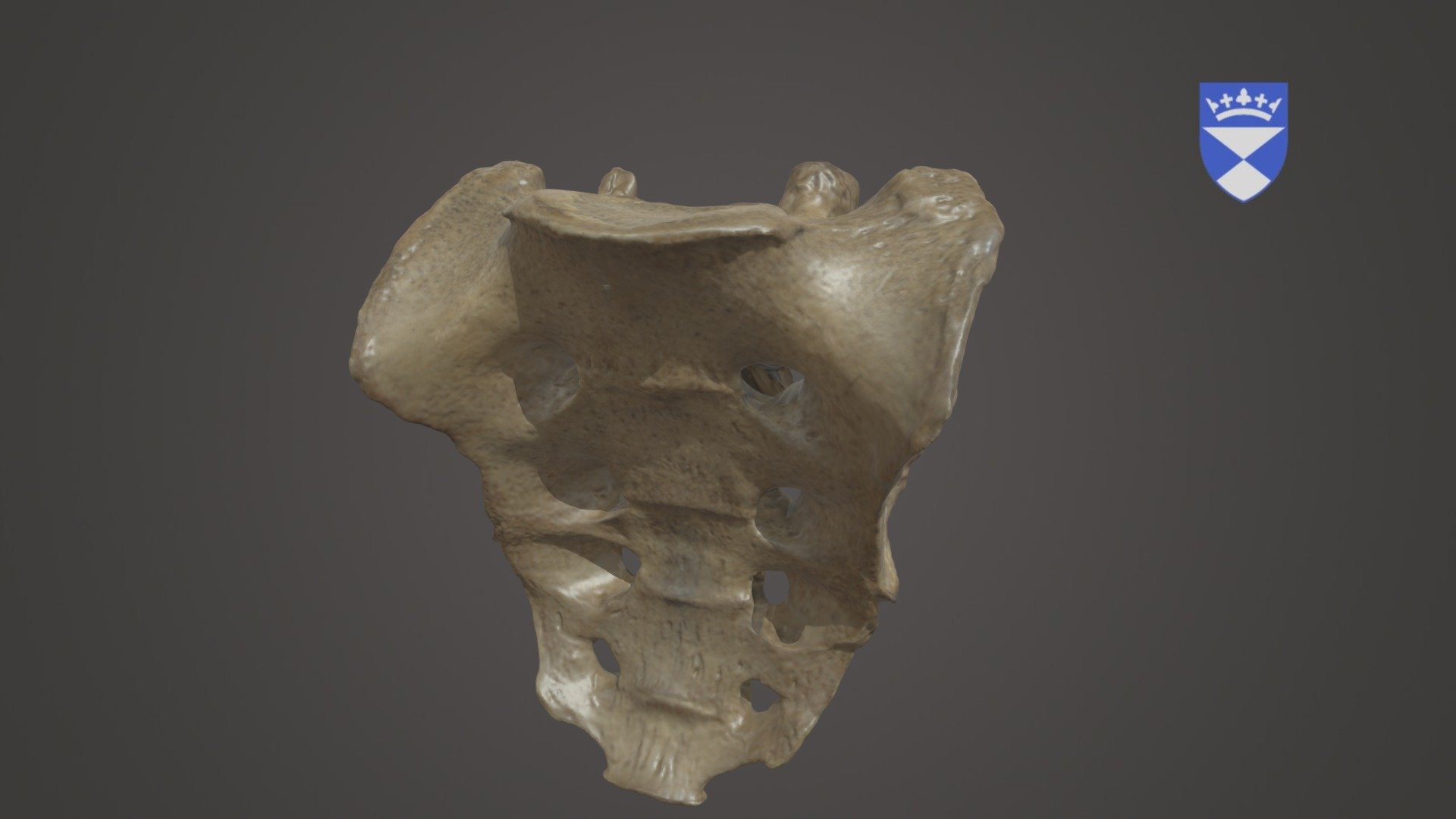 sacrum - 3D model by University of Dundee, CAHID (@anatomy_dundee ...