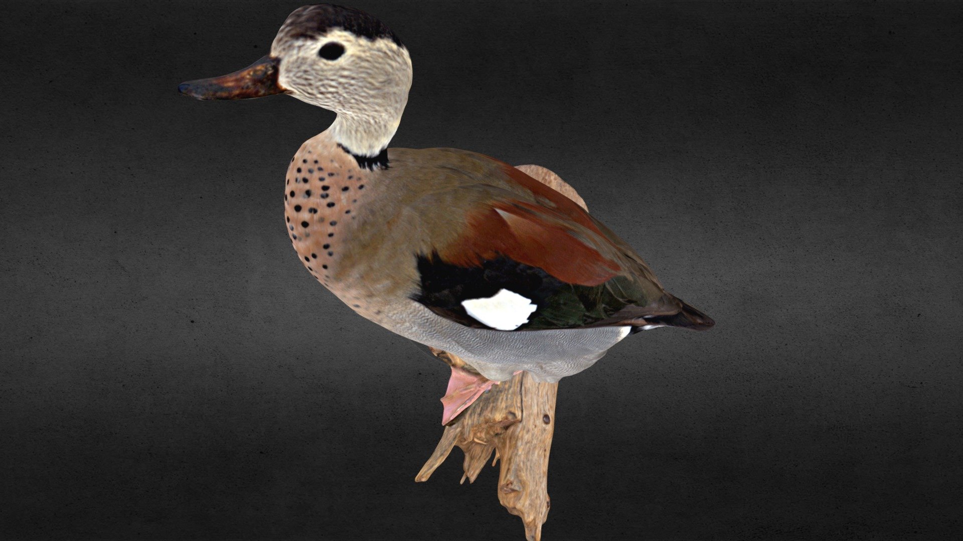 Ente - 3D model by 3DScan4You.de (@3dscan4you) [649945c] - Sketchfab