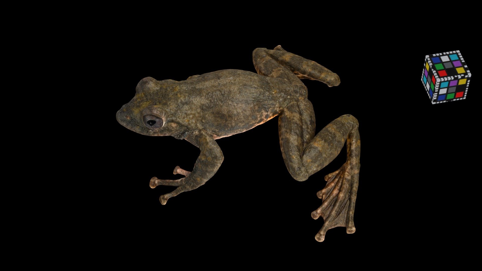 カジカガエル 🐸 ♂ Kajika Frog, Buergeria buergeri - 3D model by ffish.asia ...