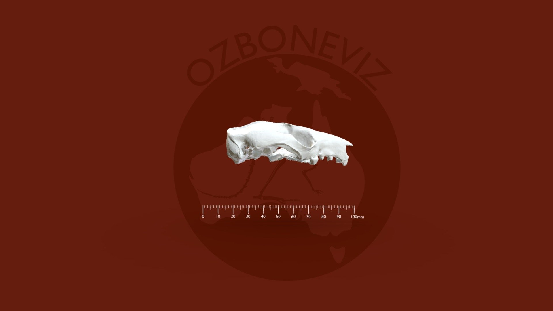 Scaly-tailed possum cranium - 3D model by Ozboneviz [64a2749] - Sketchfab