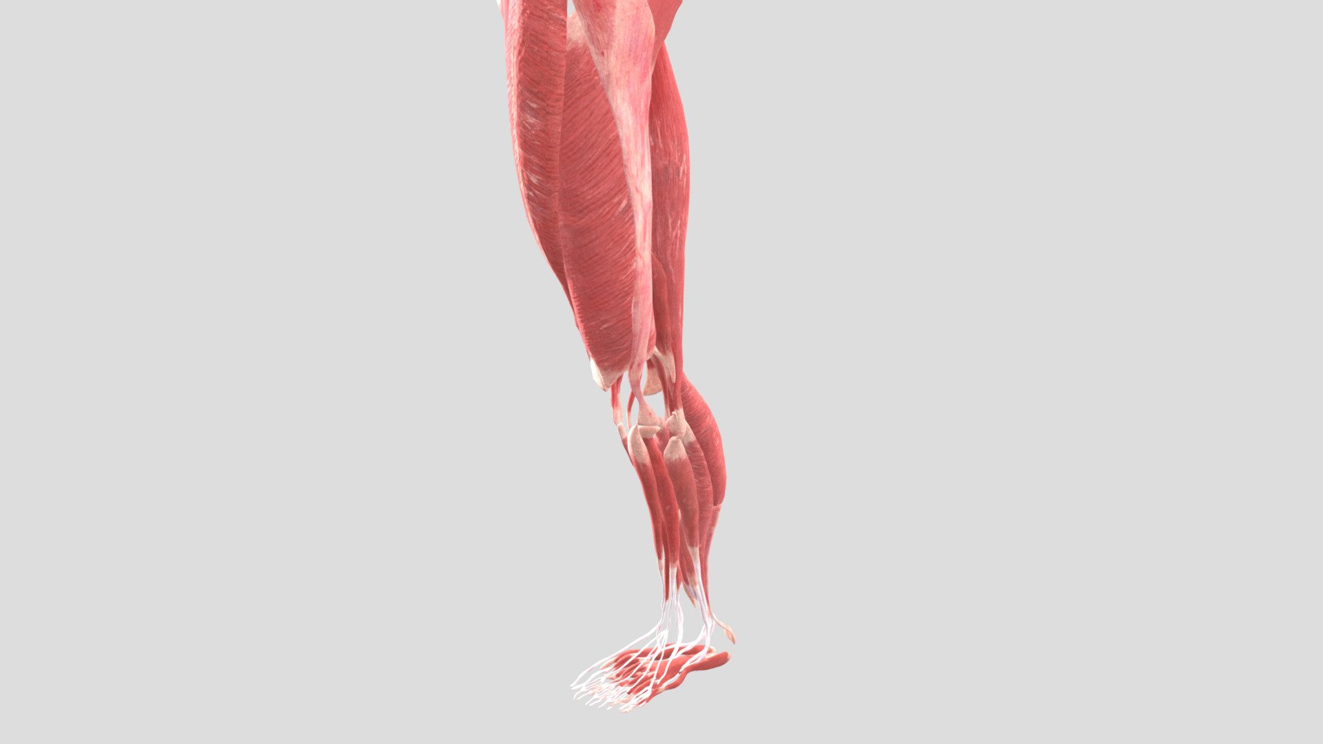 Leg musculature - Download Free 3D model by Snorkle [64a50c5] - Sketchfab