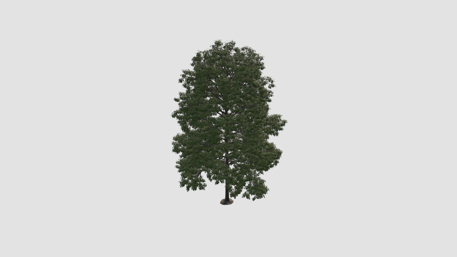 tree - Buy Royalty Free 3D model by Evermotion [64a5e4e] - Sketchfab Store