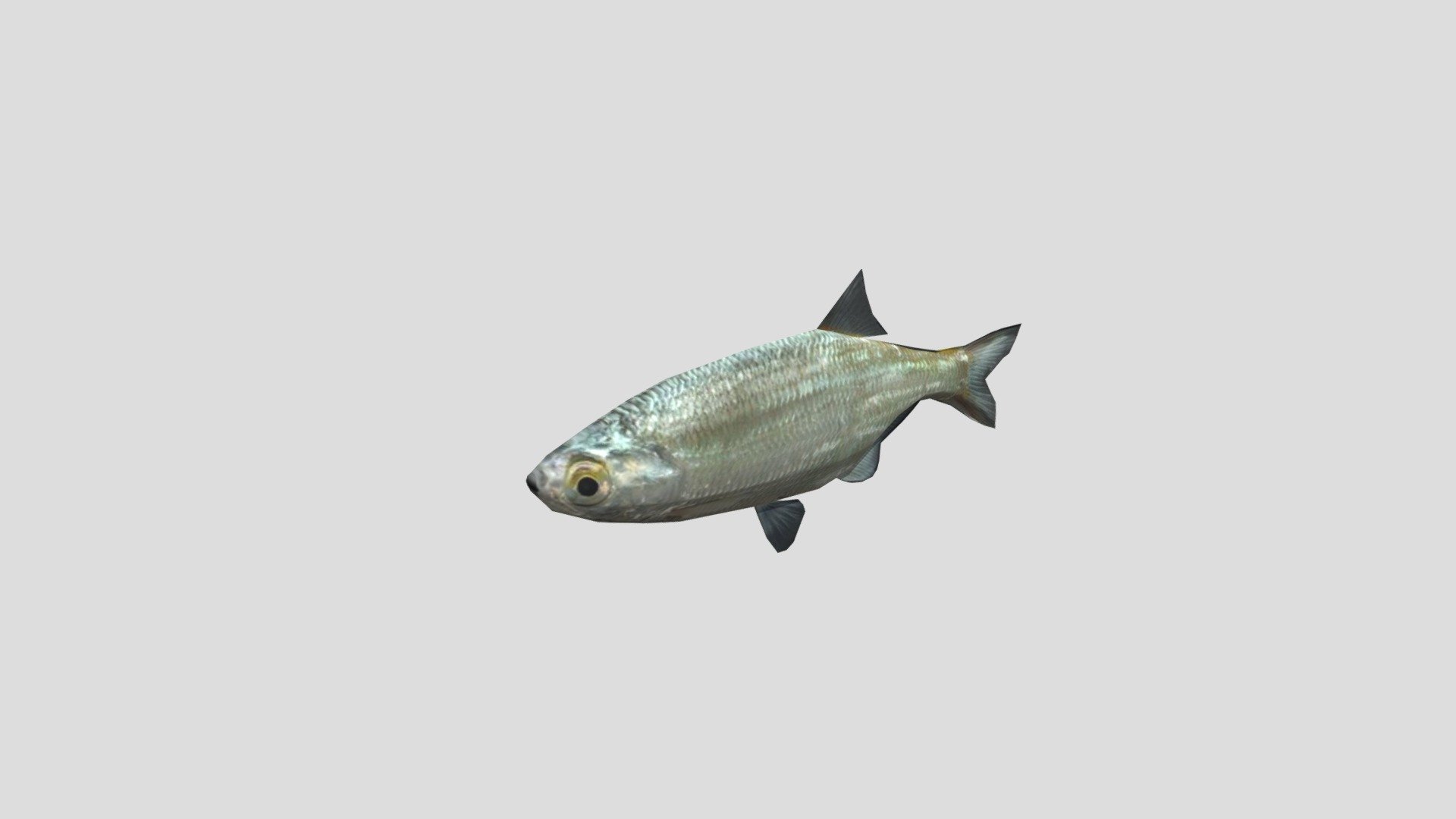 Animated Low poly Fish - Download Free 3D model by Atlas (@Atlasmodels ...