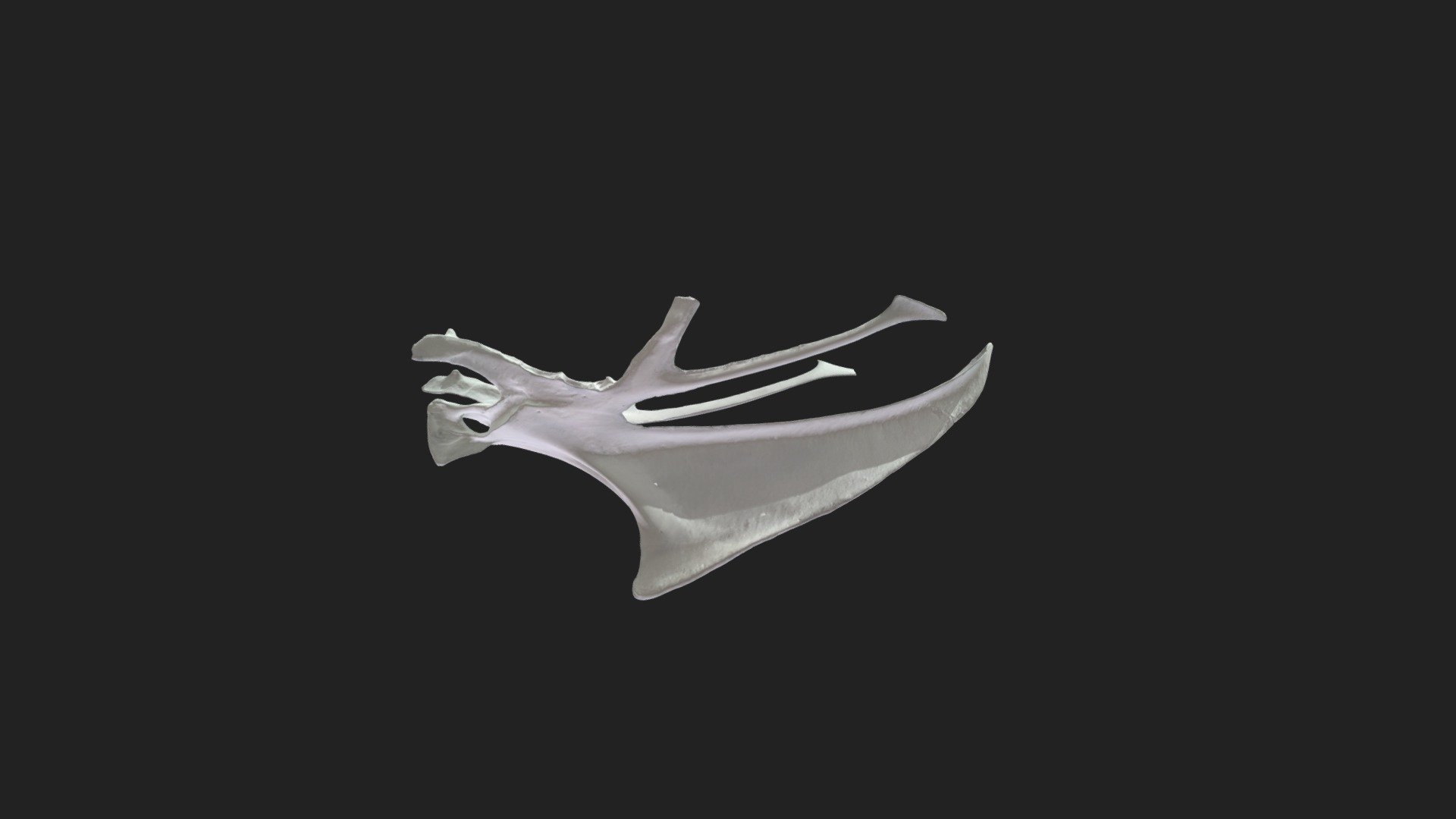 sternum chicken - 3D model by vetanatMunich [64b5a54] - Sketchfab