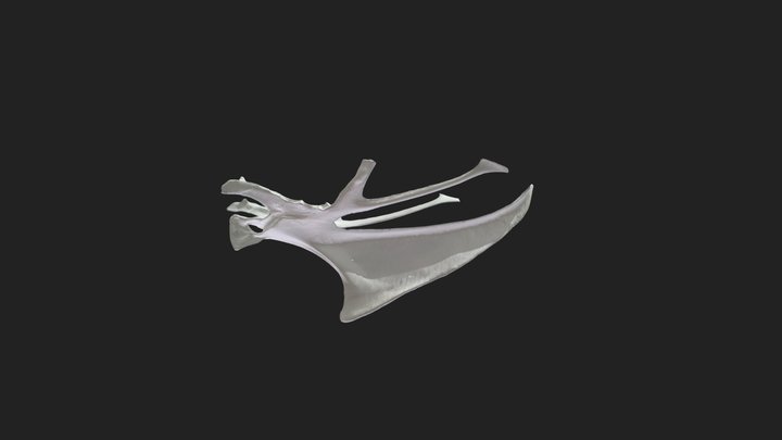 Sternum 3D models - Sketchfab