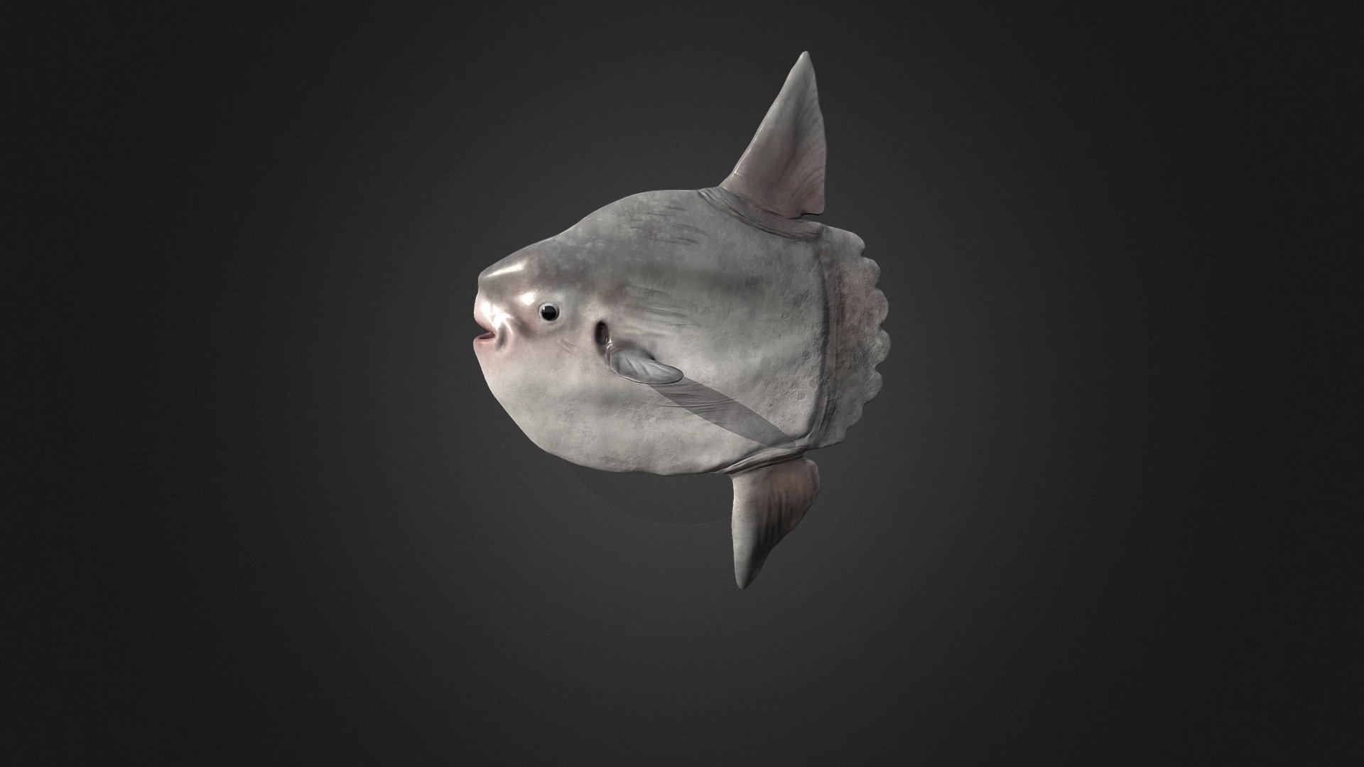 Sunfish - Buy Royalty Free 3D model by Rifat3D [64bb24f] - Sketchfab Store