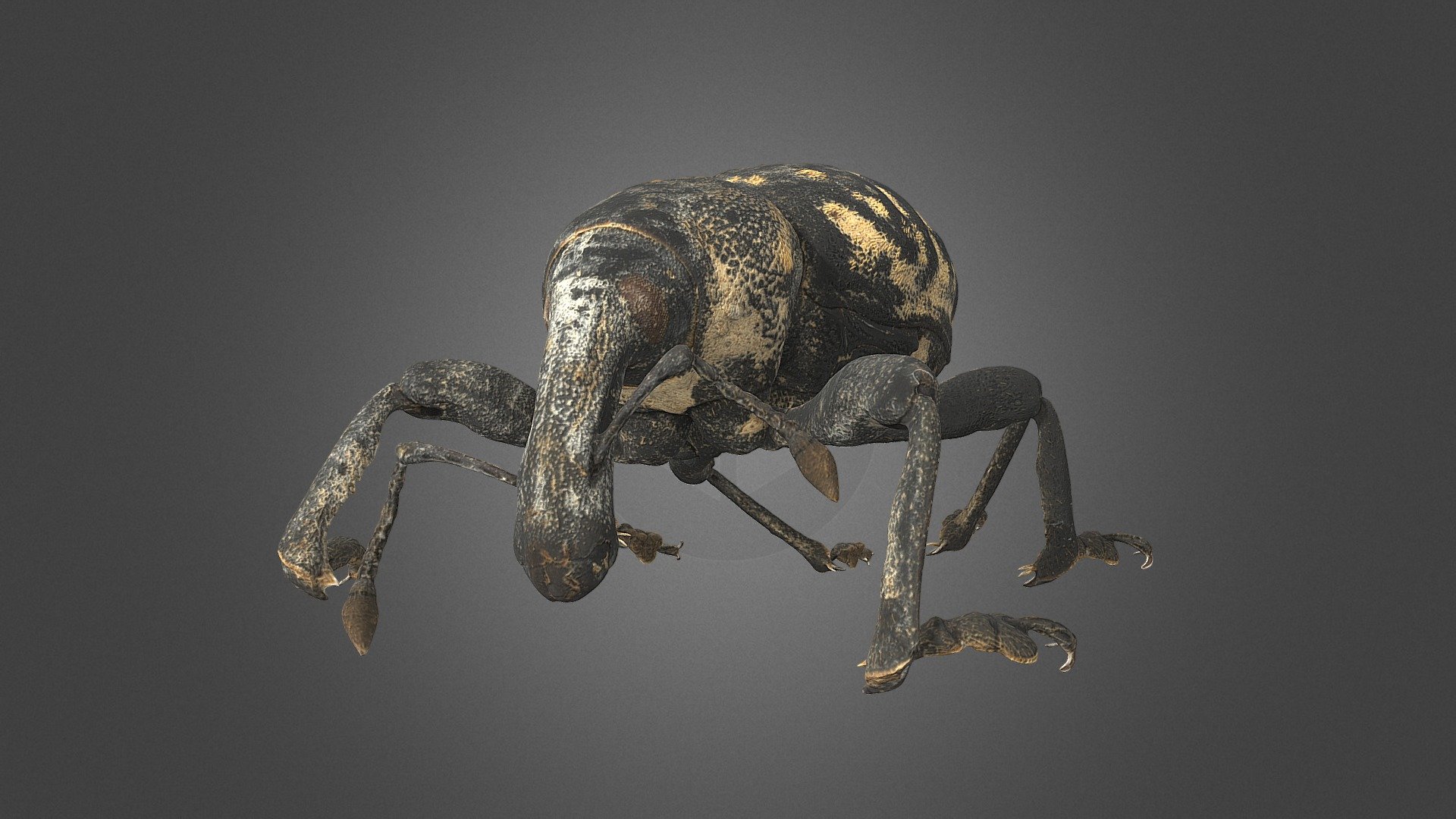 Liparus glabrirostris - Download Free 3D model by Digital Archive of ...