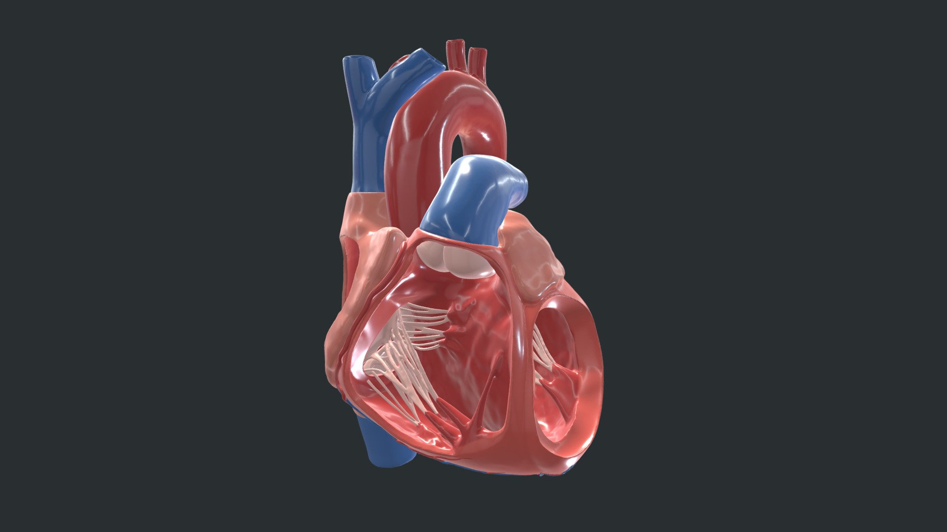Interior heart - low detail - Download Free 3D model by University of ...