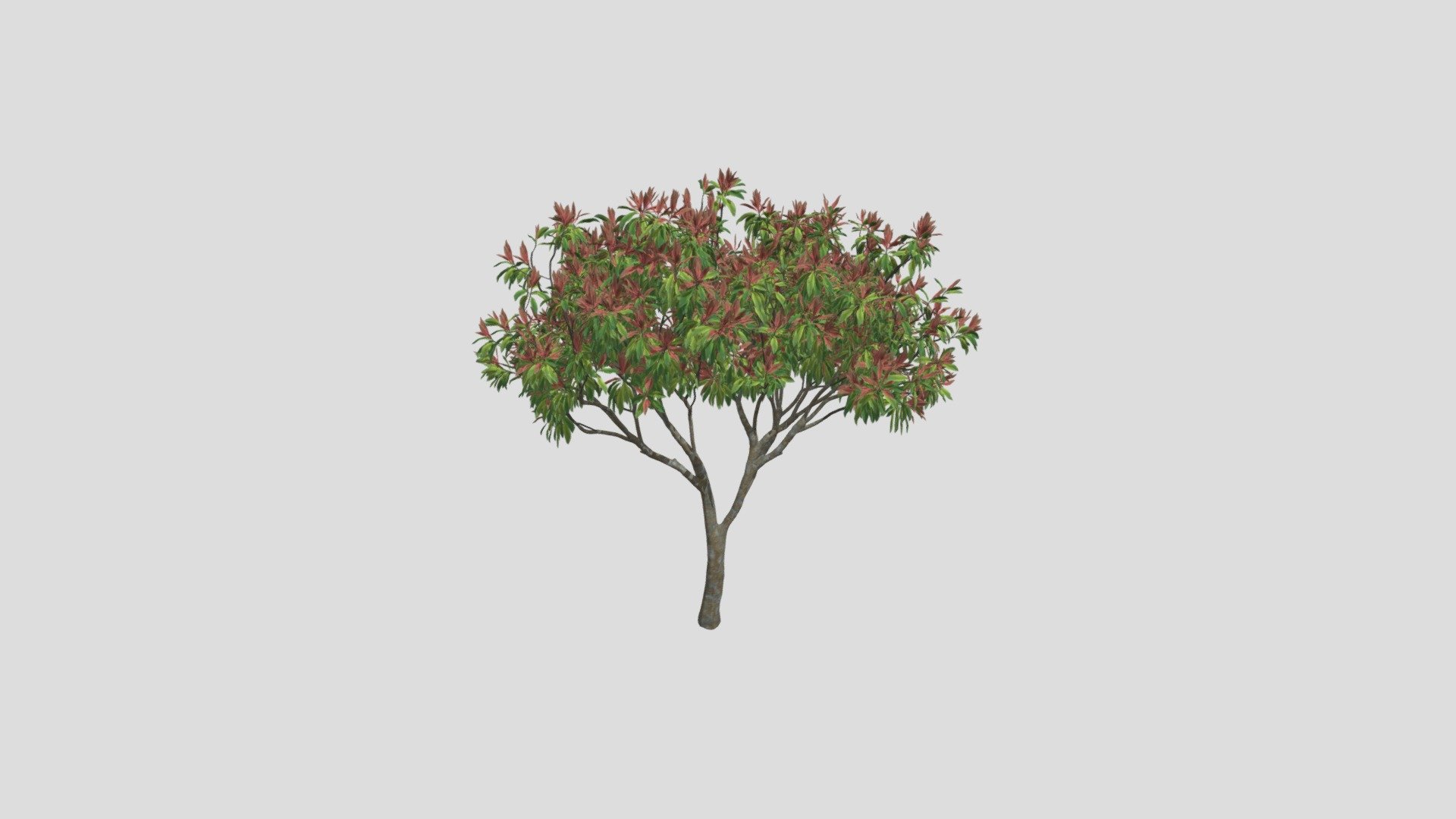 Loquat tree 3 AM210 Archmodel - Buy Royalty Free 3D model by Evermotion ...