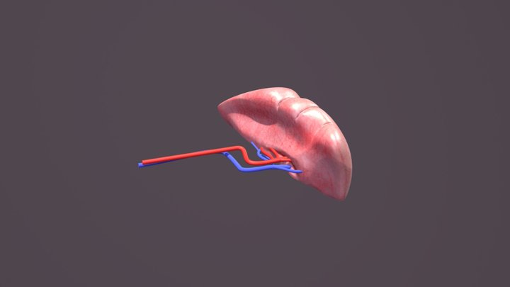 Spleen 3D models - Sketchfab