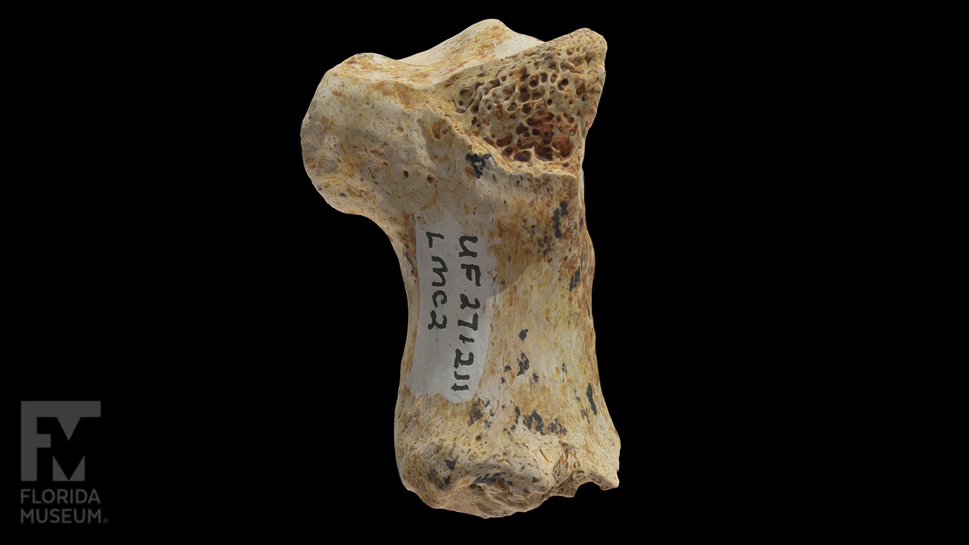 Ground Sloth hand bone fossil (UF 271211) - 3D model by FloridaMuseum ...