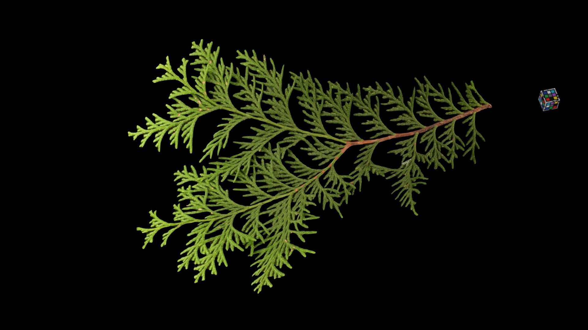 CC0 ヒノキ 🌲 Japanese Cypress, C. obtusa - Download Free 3D model by ffish ...