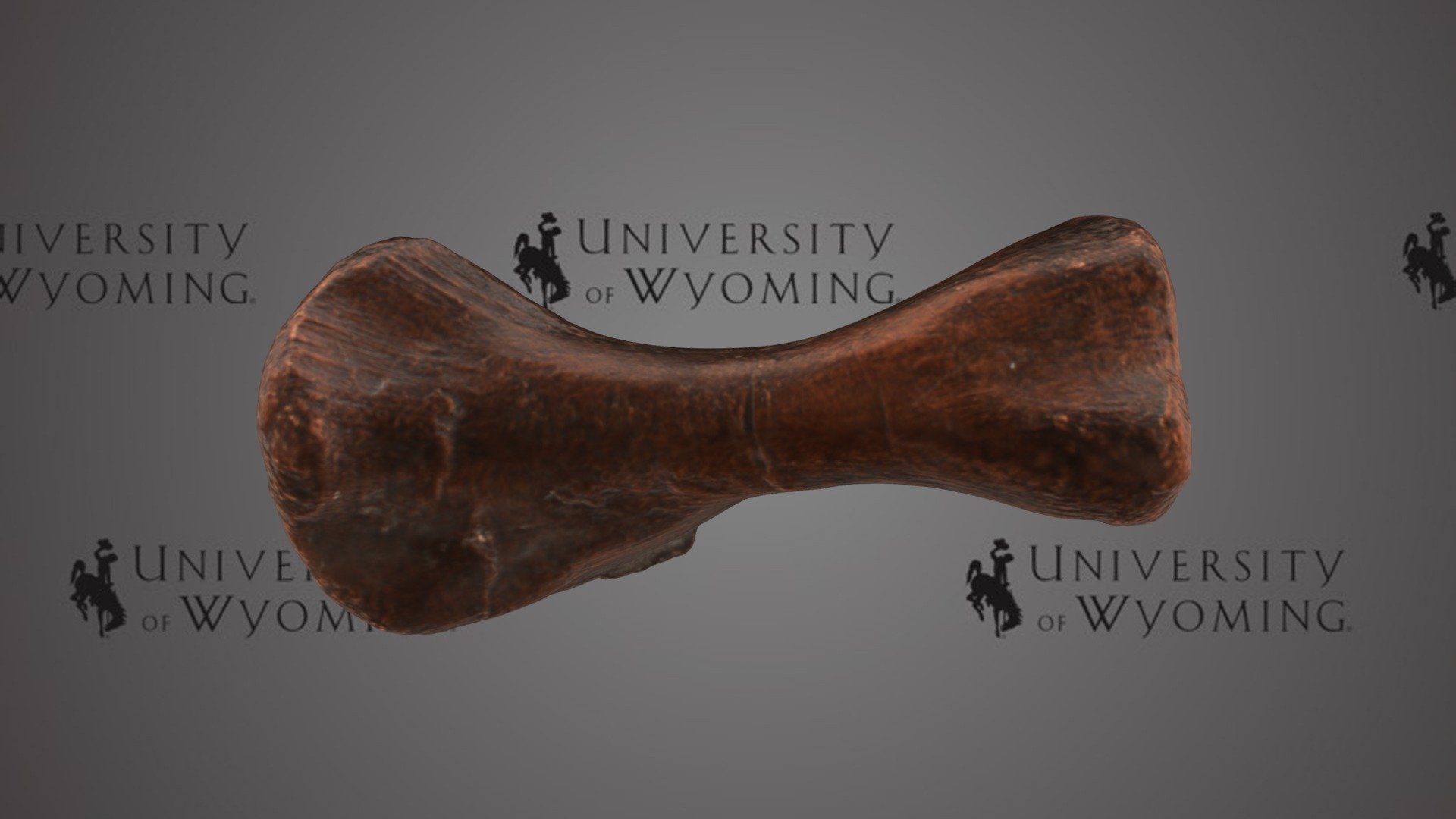 UW 46974 F - Apatosaurus parvus, Limb - Download Free 3D model by ...