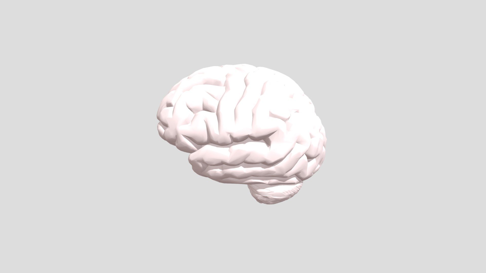 Brain-simple-mesh - 3D model by allahverdiulvi [64dc4ac] - Sketchfab