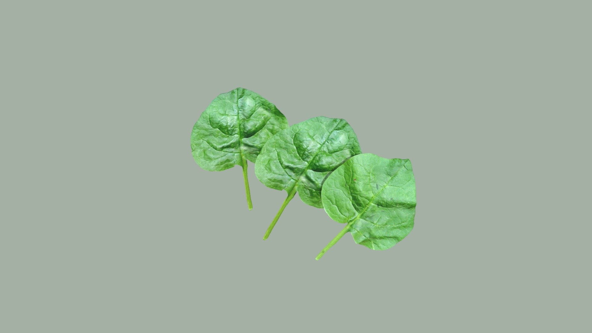 Spinach - Buy Royalty Free 3D model by 3dlowpoly [64dd8a0] - Sketchfab ...