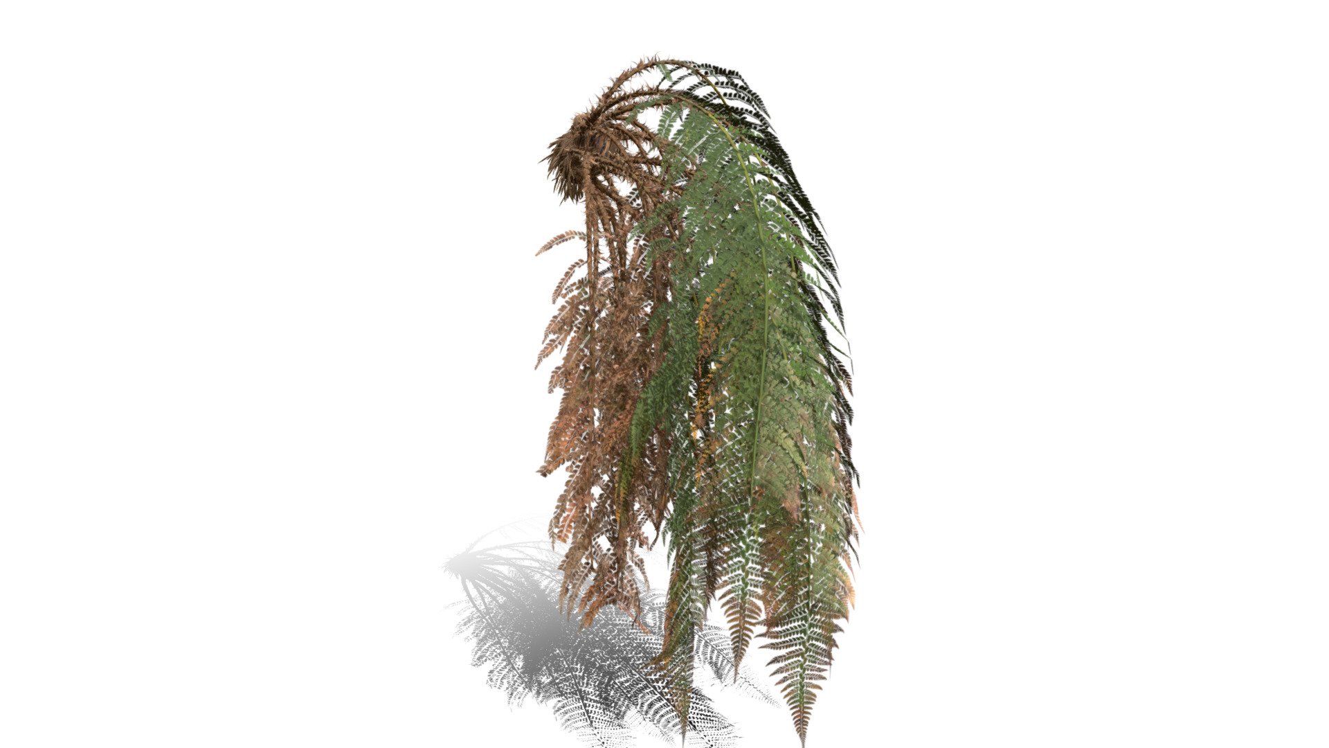 Realistic HD Male fern (48/50) - Download Free 3D model by PlantCatalog ...