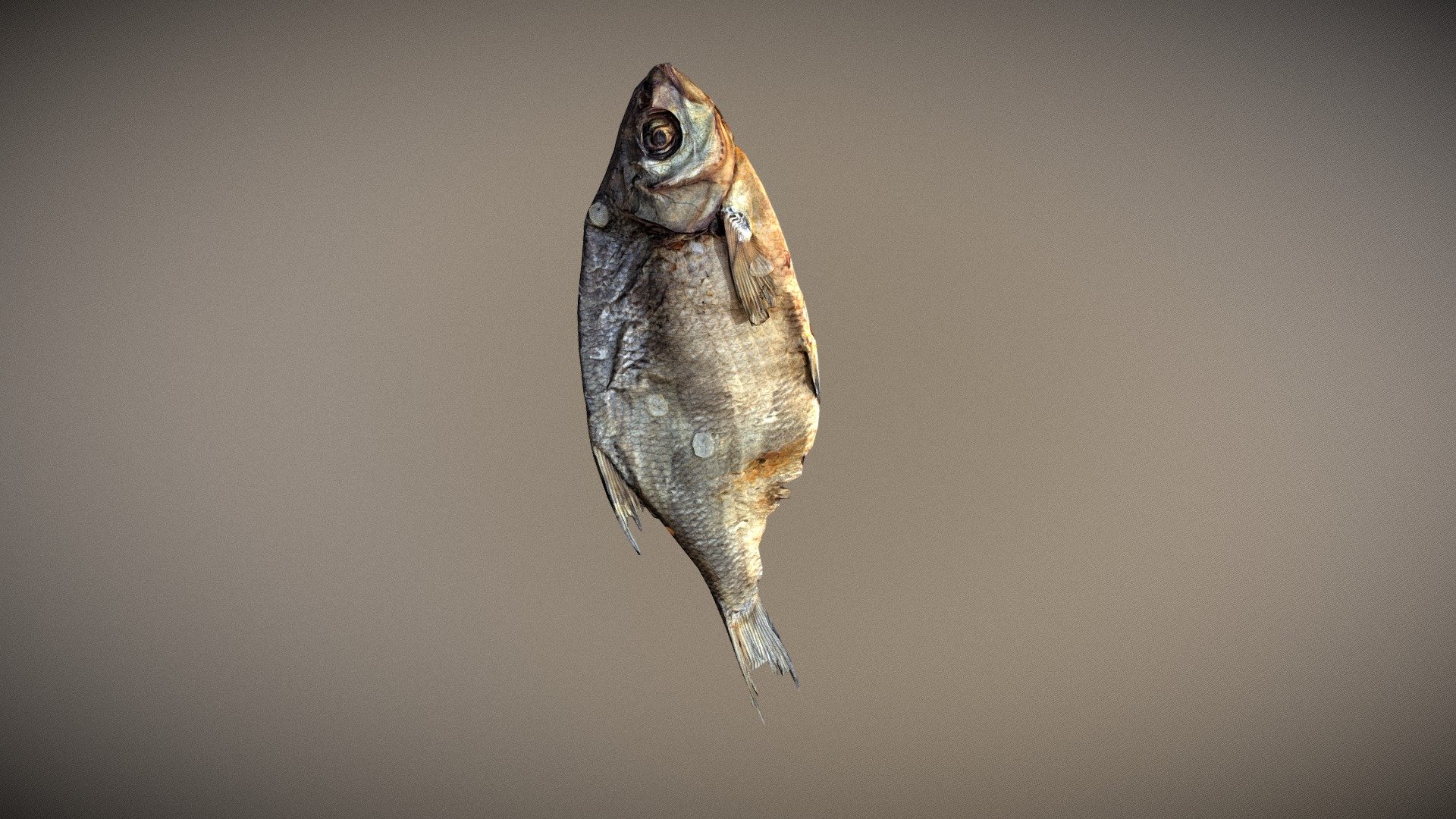 Photorealistic scanned dried open Fish - Buy Royalty Free 3D model by ...