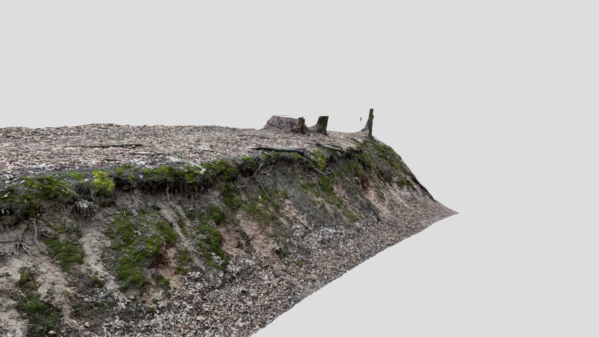Forest slope - Download Free 3D model by ScanMe [64e839b] - Sketchfab