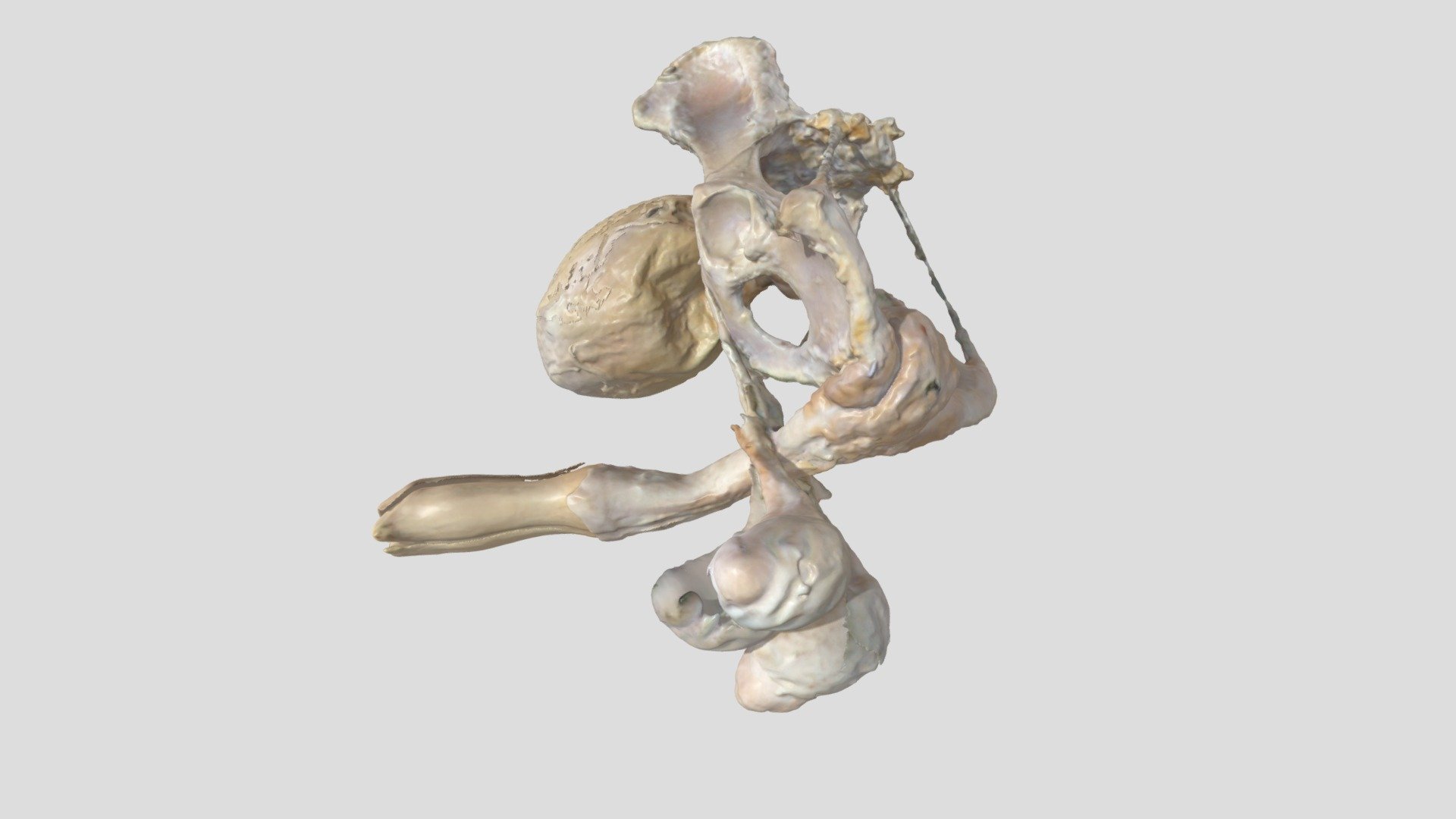 Genital and urinary organs (dog) - 3D model by University of Sarajevo ...