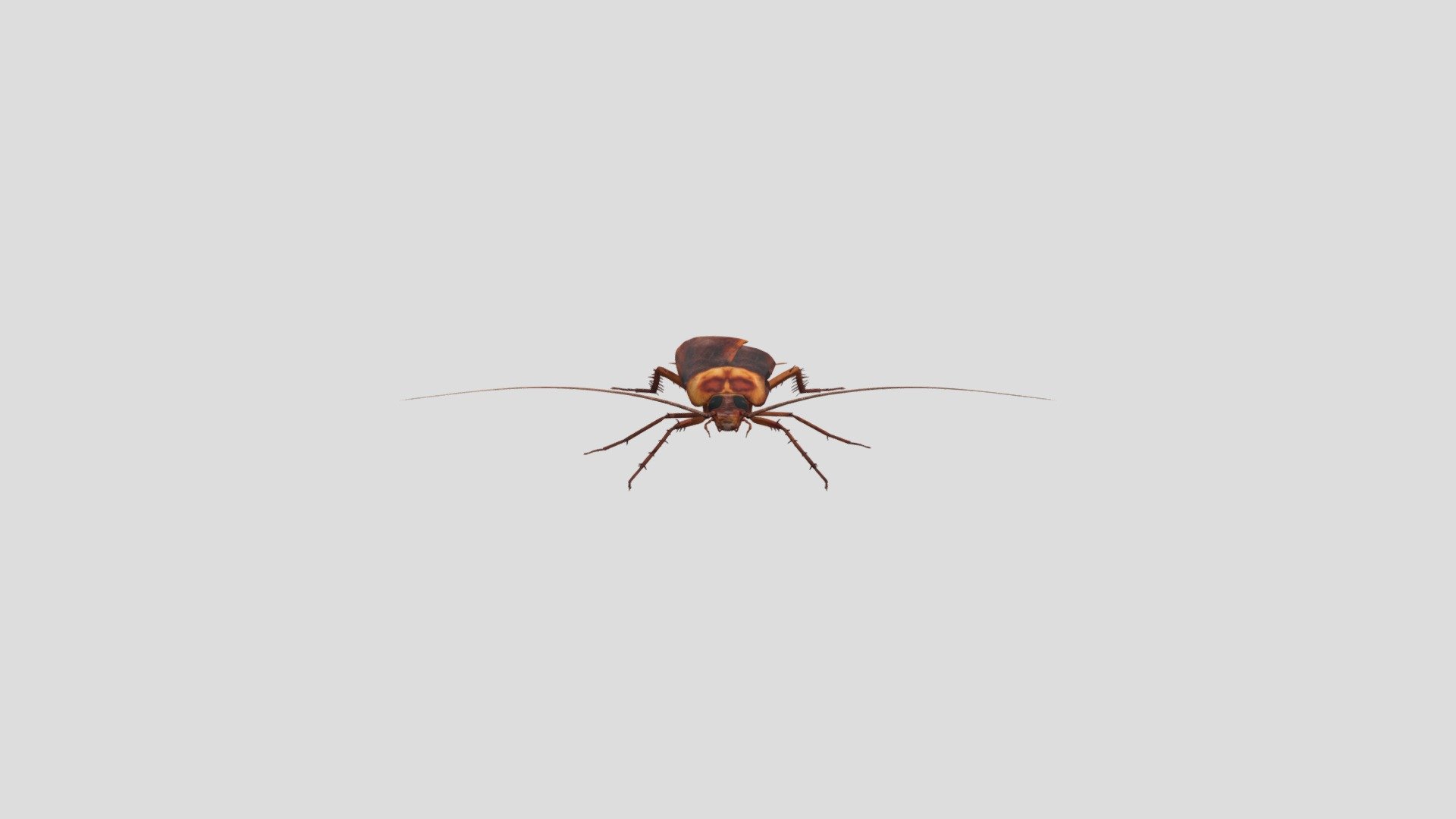 Cockroach - Download Free 3D model by kenchoo [64ec45b] - Sketchfab
