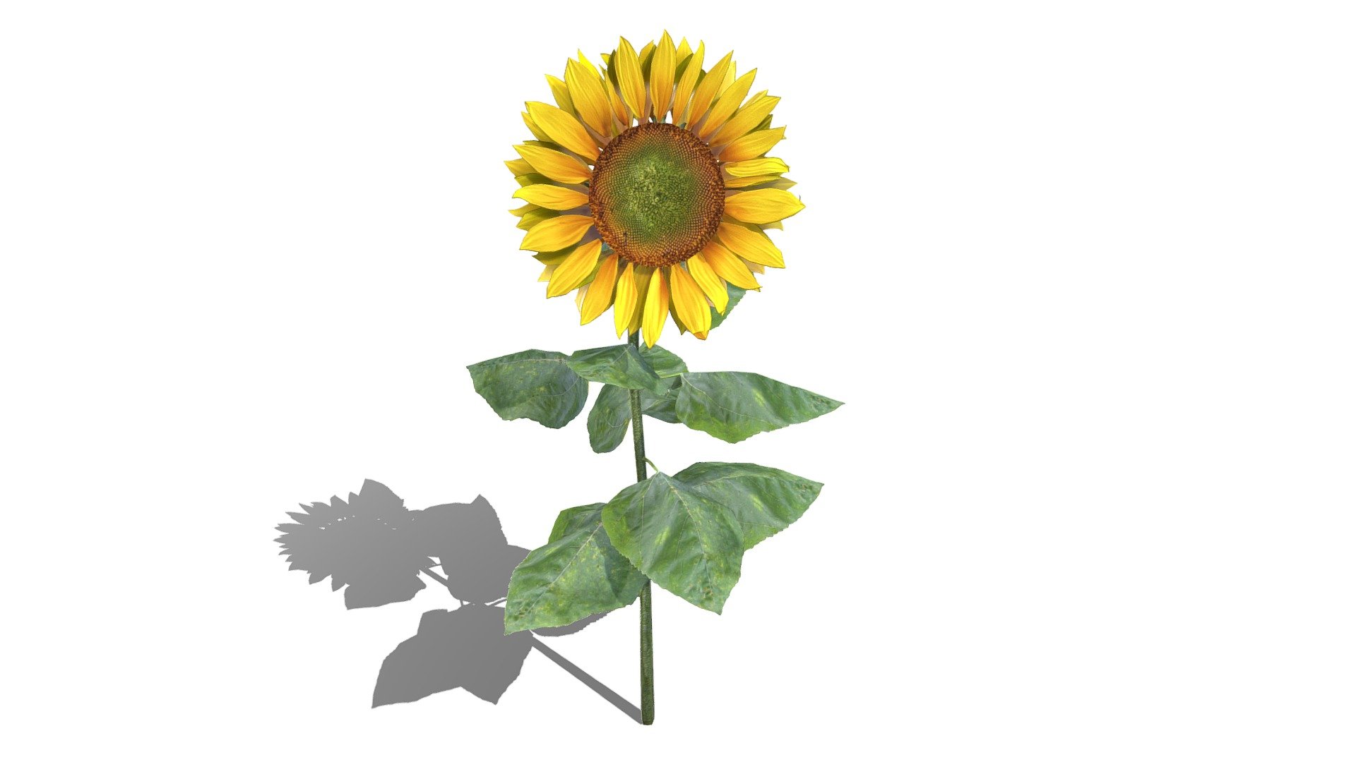 Sunflower - Flower / Foliage - Buy Royalty Free 3D model by Studio Lab ...