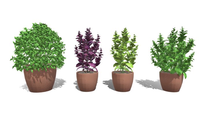 Basil 3D models - Sketchfab
