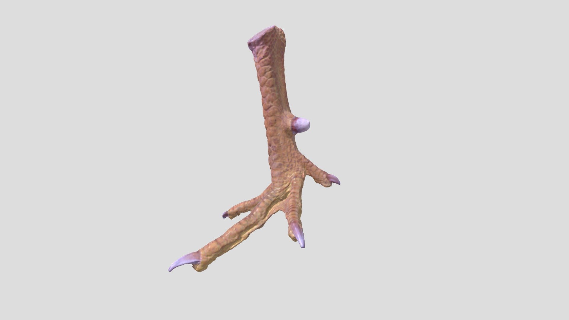 Leg (chicken) - 3D model by University of Sarajevo - Veterinary faculty ...