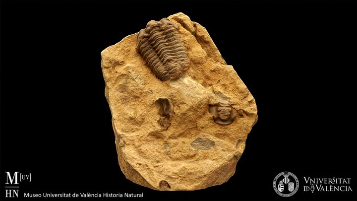Fossil 3D models - Sketchfab