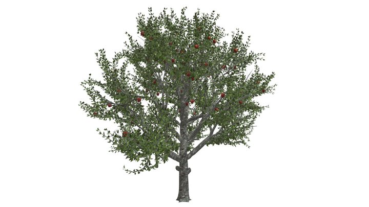 Apple-tree 3D models - Sketchfab