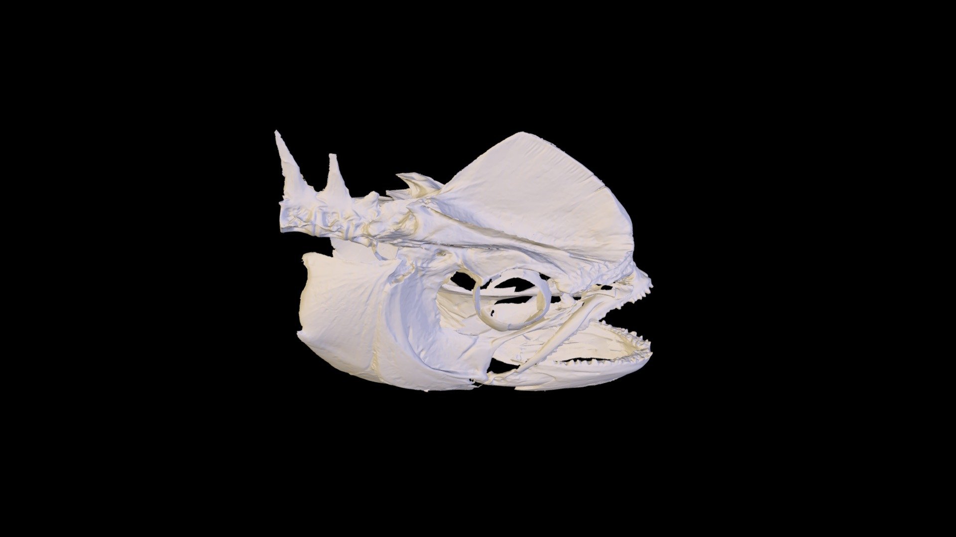 Mahi mahi skull 3D scan - 3D model by loganexton10 [6501caa] - Sketchfab