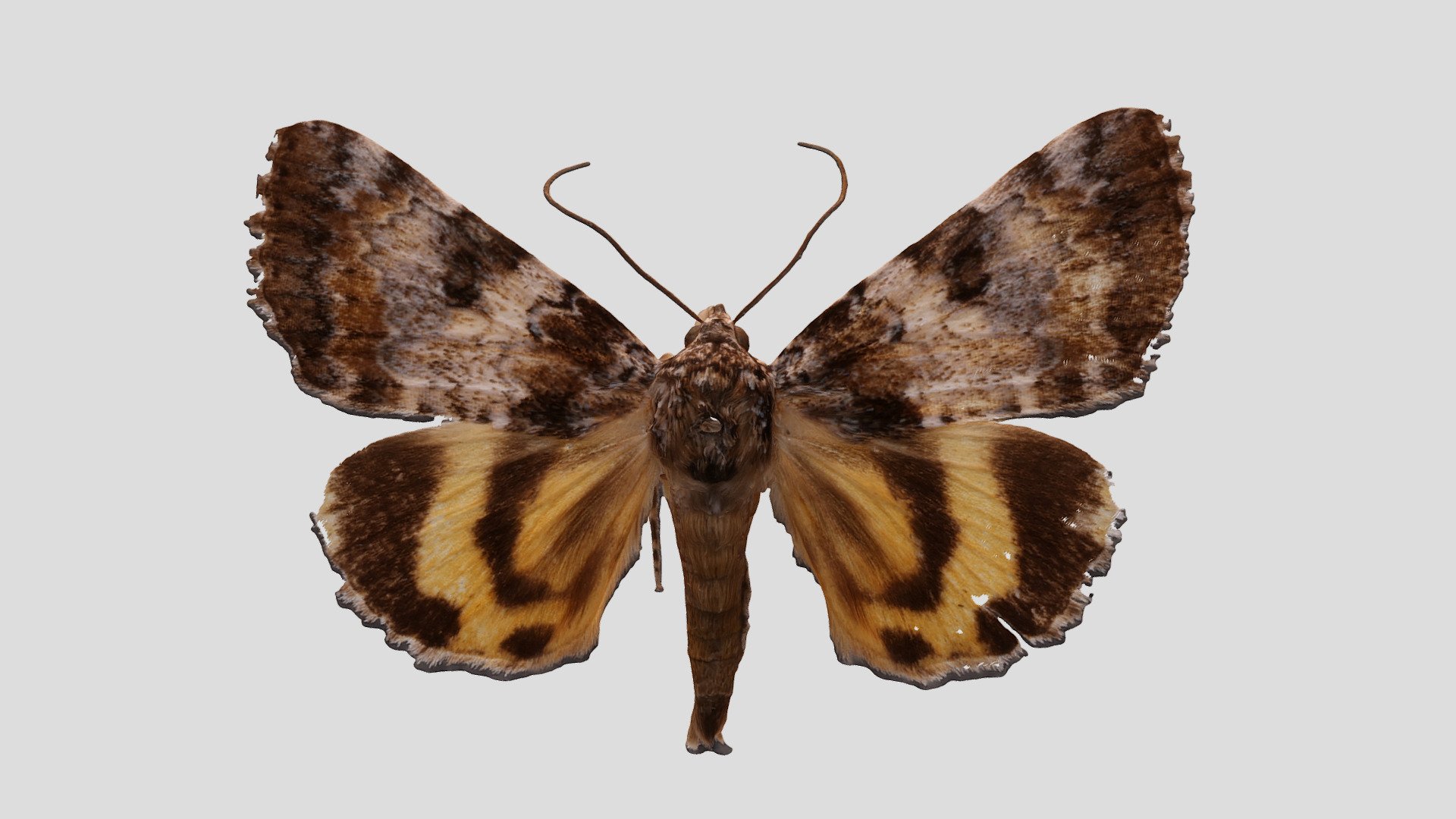 YPM ENT.448528 Lepidoptera: Catocala connubialis - Download Free 3D ...