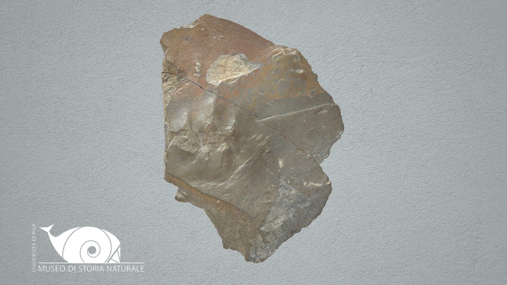 Chirotherium (fossil footprint) - 3D model by Natural History Museum ...