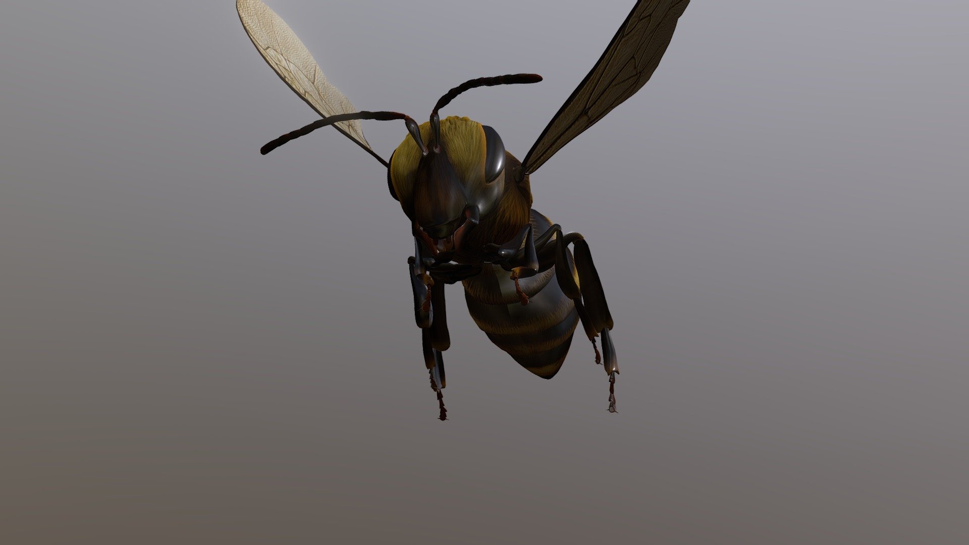 Bee - 3D model by Aiden Vang (@vang807) [650772b] - Sketchfab