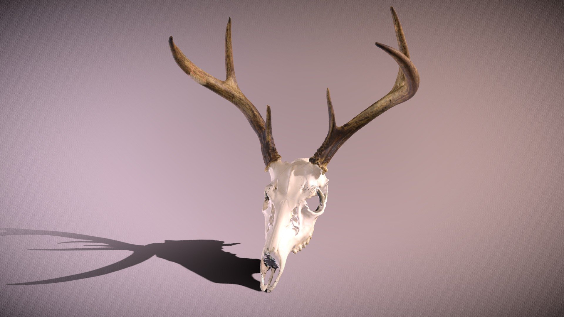 2022 Mississippi Whitetail Deer - 3D model by khart1988 [65097aa ...