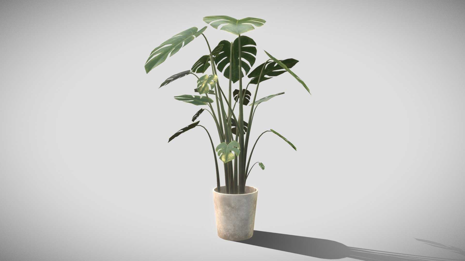 Monstera plant - Download Free 3D model by Nomeda Repsaite ...