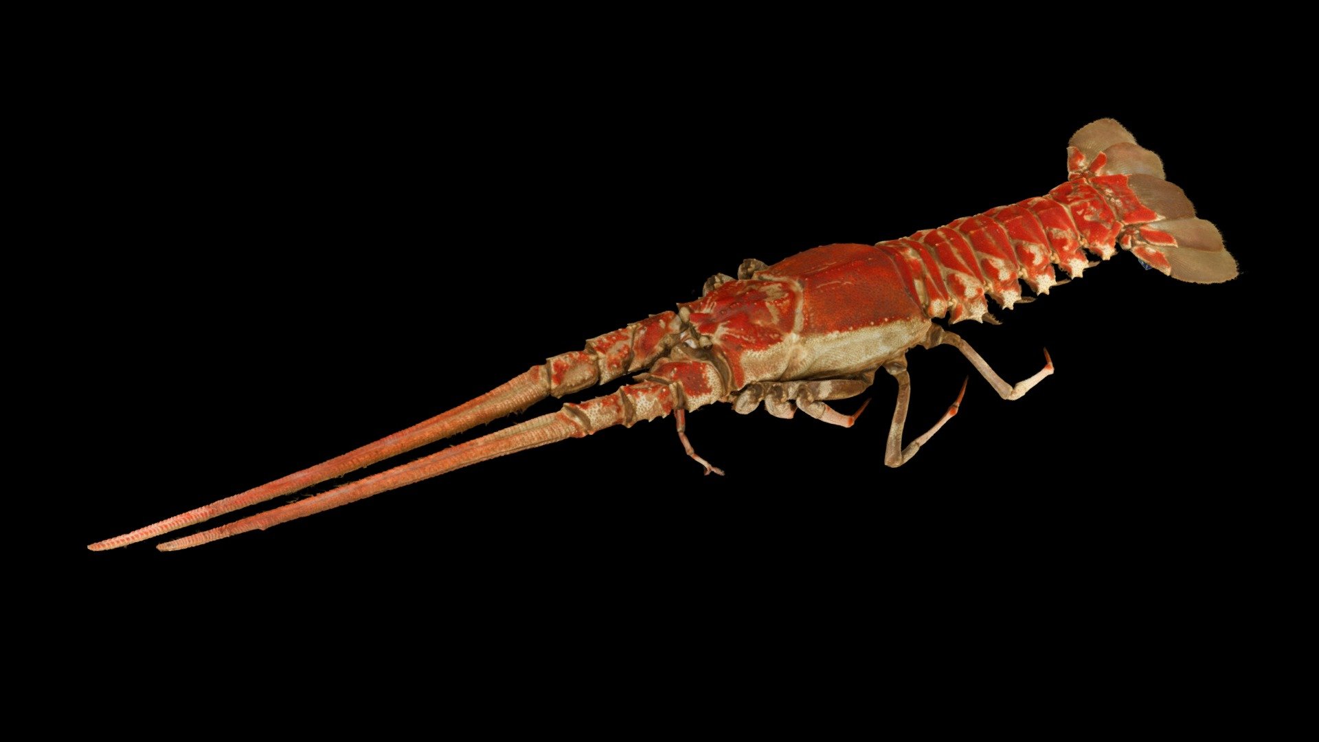 CC0 ハコエビ 🦞 Spear Lobster, Linuparus trigonus - Download Free 3D model ...
