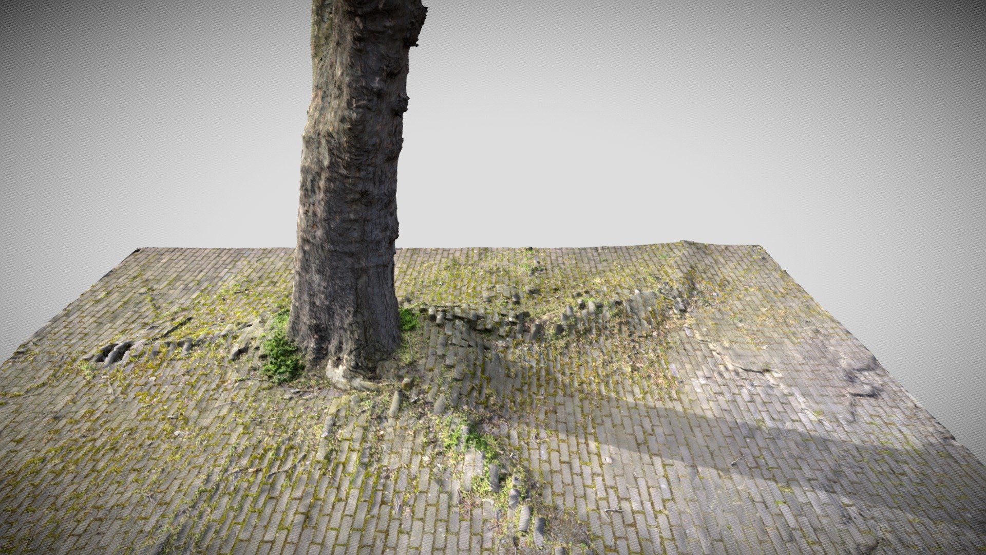 Tree with Broken Ground - Buy Royalty Free 3D model by Kieron Helsdon ...