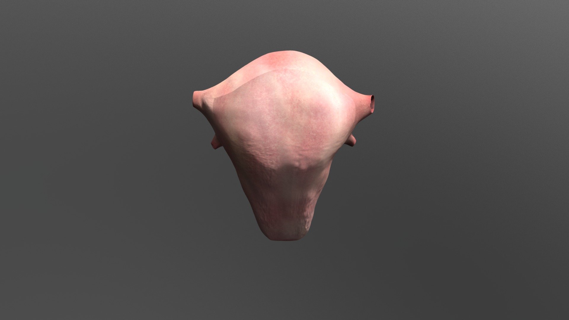 Human Uterus Vers.3 - 3D model by Termanis95 [65146ff] - Sketchfab