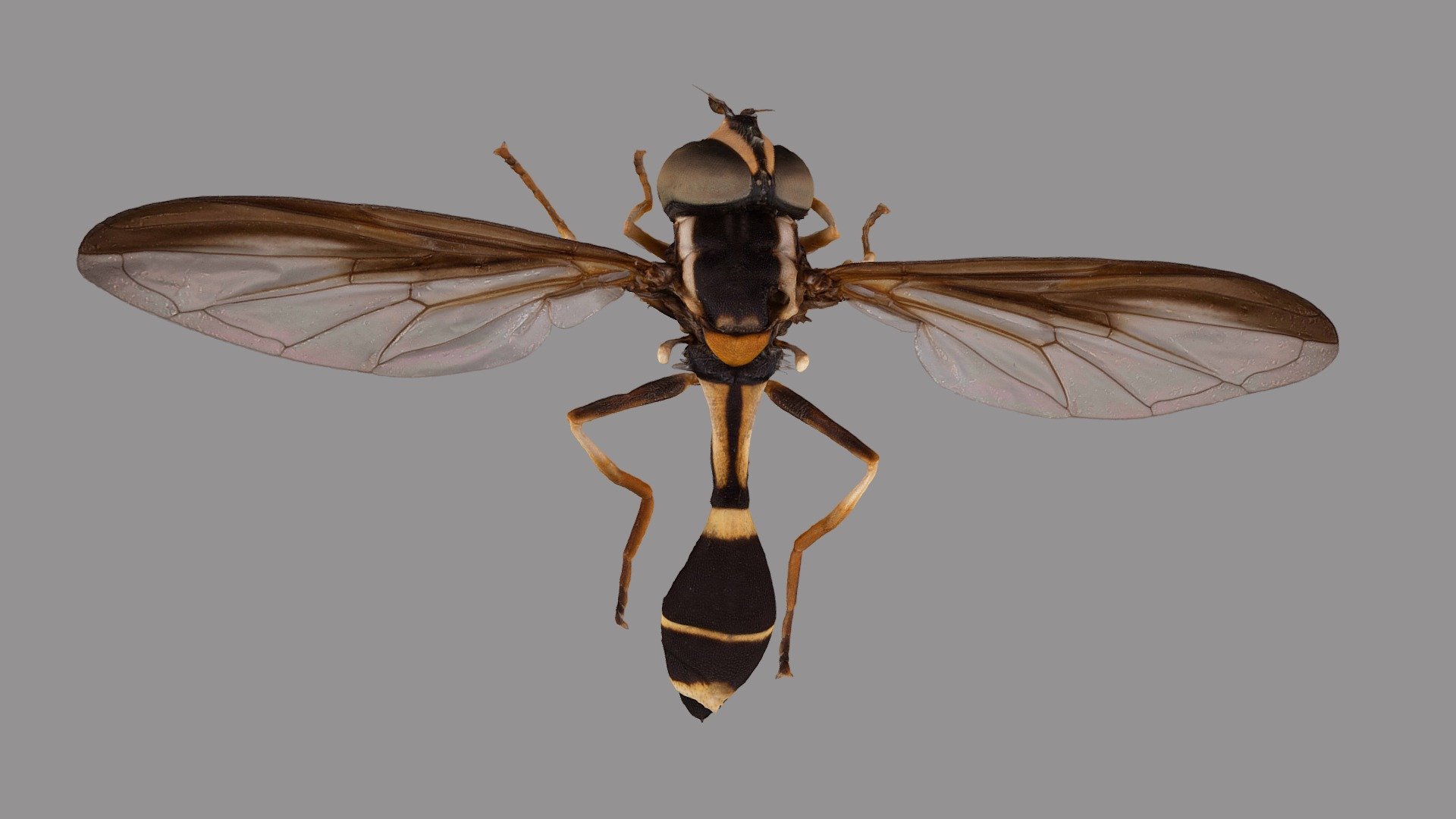 Doros destilatorius - 3D model by VirNat [651b26e] - Sketchfab