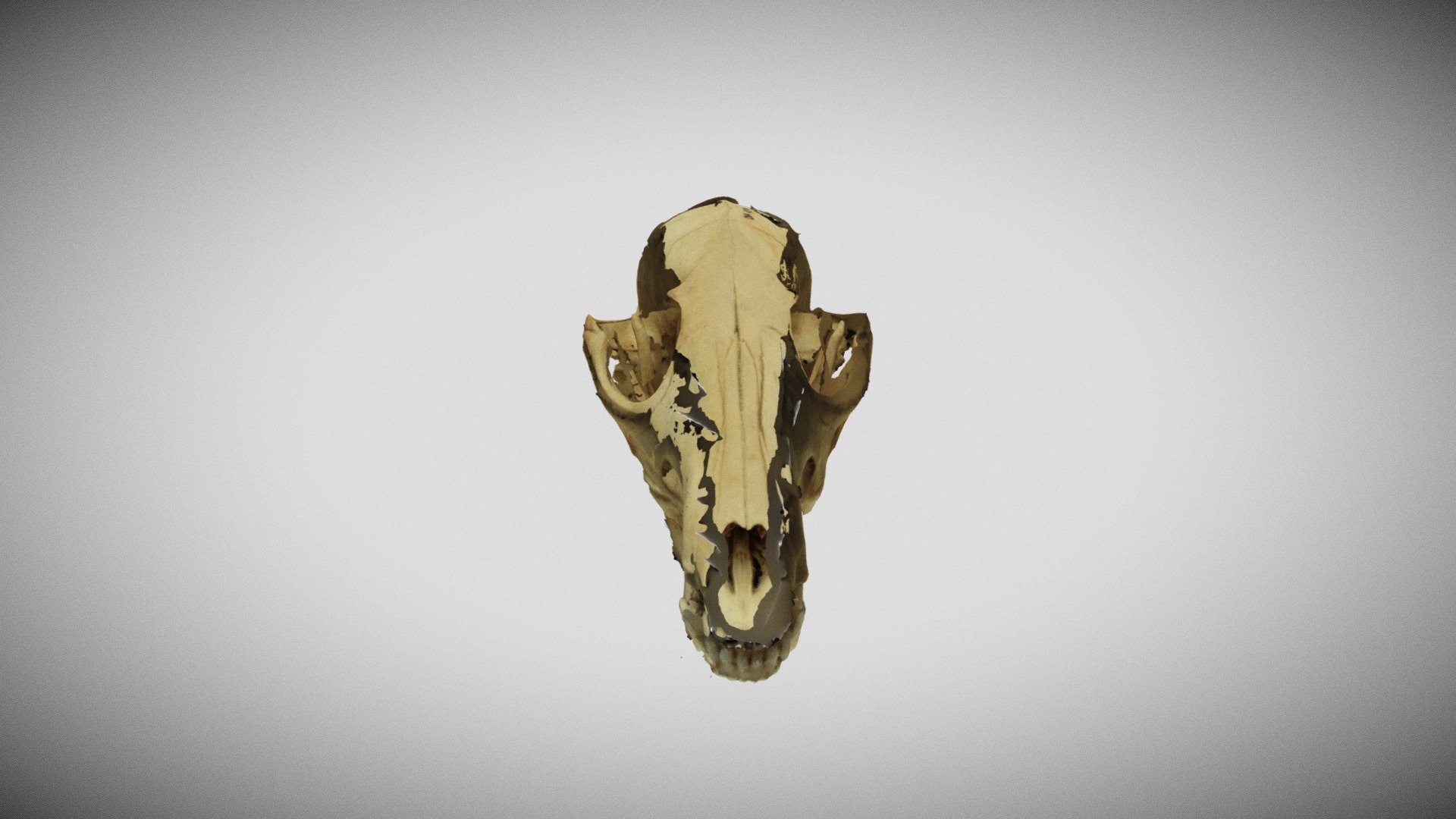 SKULL FOX - 3D model by isaperez179 [651b4d8] - Sketchfab