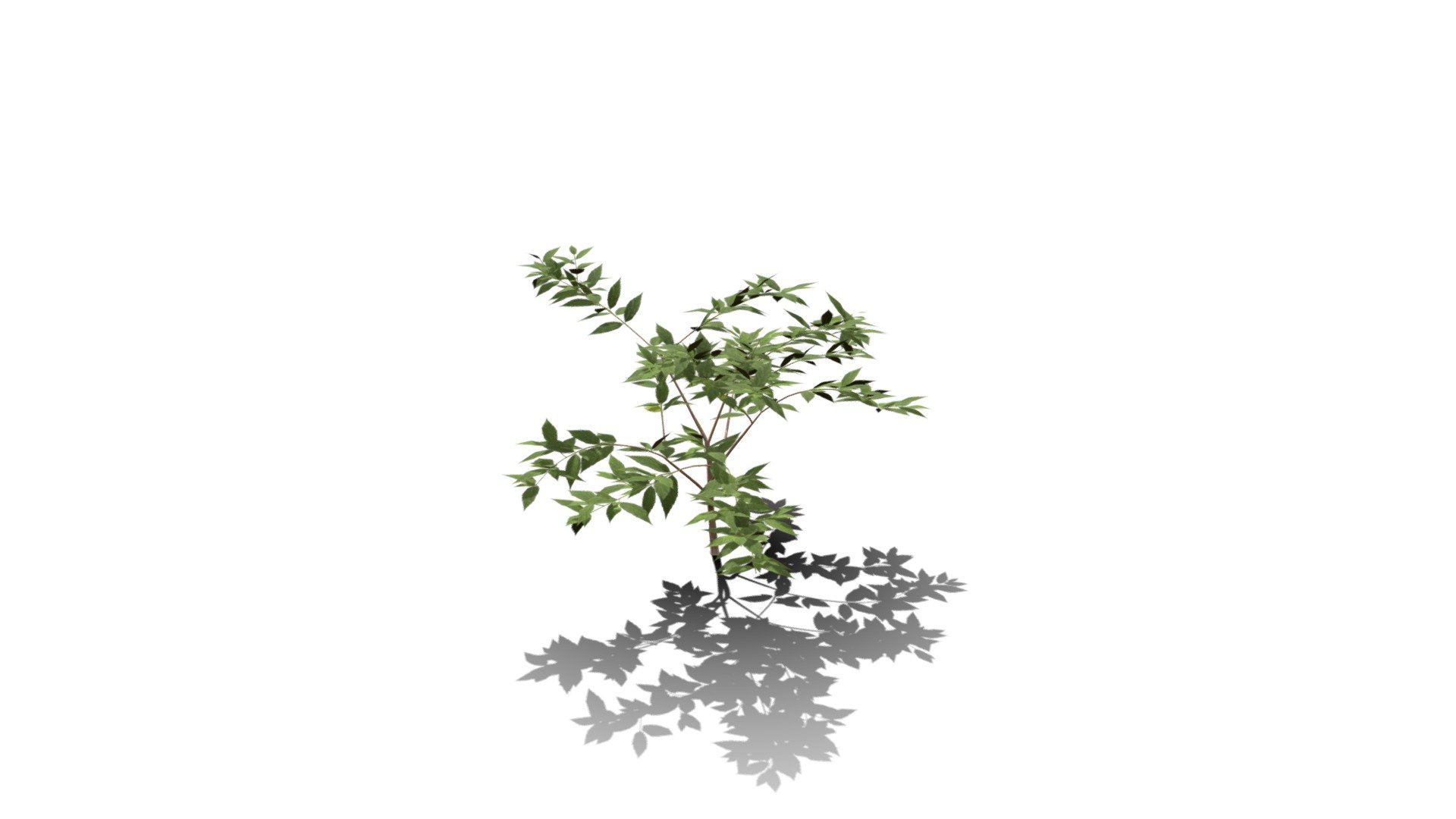 Realistic HD Golden dewberry (16/20) - Buy Royalty Free 3D model by ...