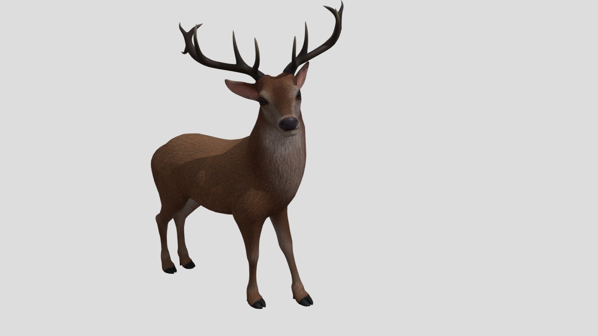 Rein Deer - Download Free 3D model by all of life (@Xfdfgd) [651bd25 ...
