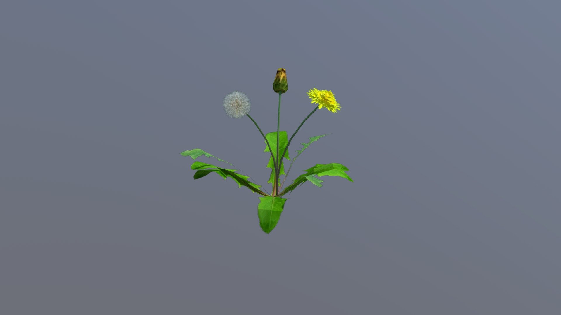 Dandelion - 3D model by catafest [651c78a] - Sketchfab