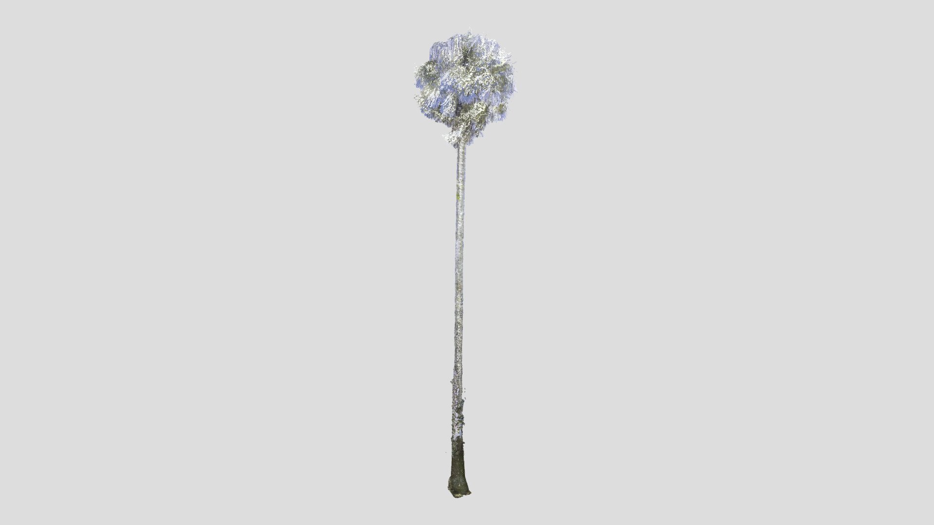 Tree Point Cloud - Buy Royalty Free 3D model by magnum_opus (@tree ...